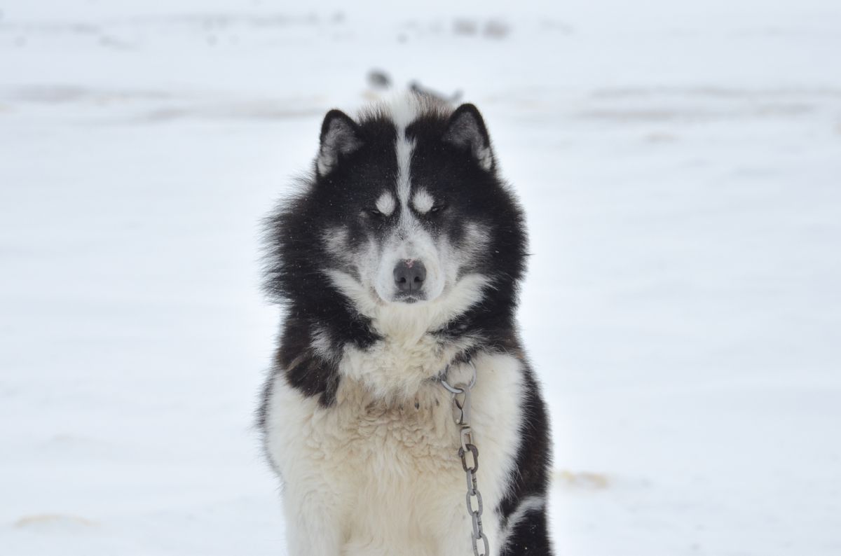 Canadese Eskimohond: een zeldzame en actieve werkhond - Hond.nl
