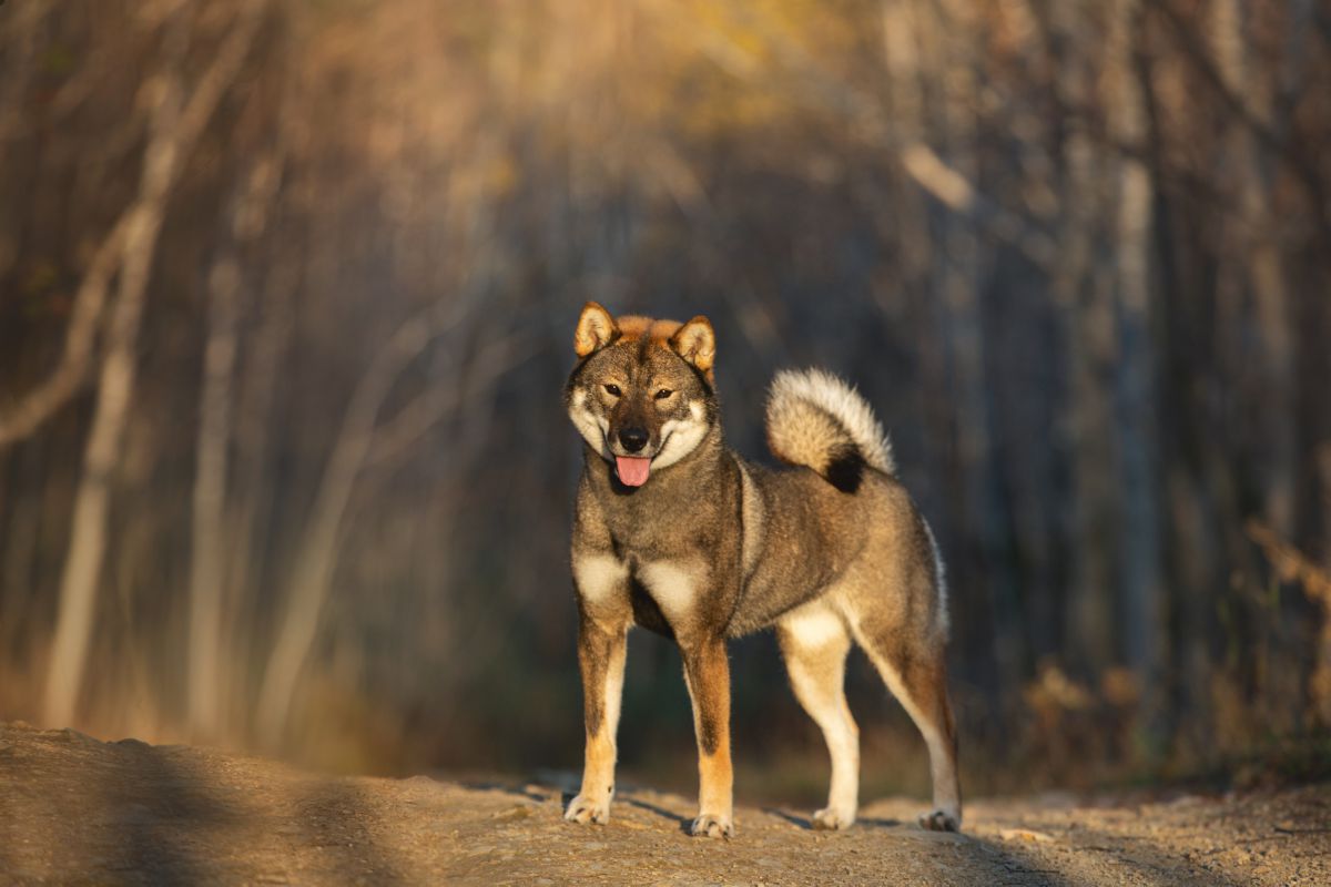 Shikoku: een loyale wolfshond uit Japan - Hond.nl