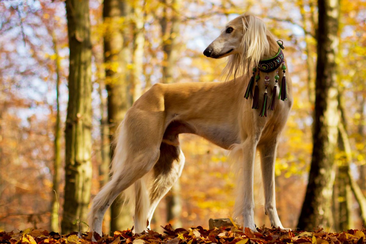 Saluki: Alles over deze elegante jachthond - Hond.nl