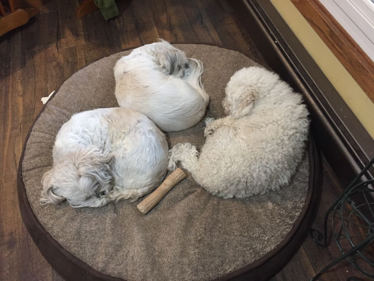 15 Beste donut hondenmanden - Hond.nl